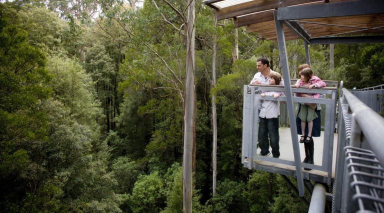 Otway Fly Treetop Adventures - Cumberland River