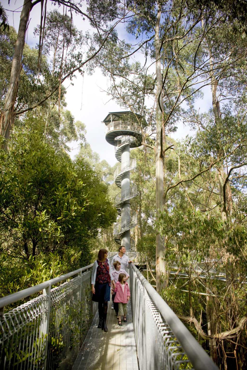 Otway Fly Treetop Adventures - Cumberland River